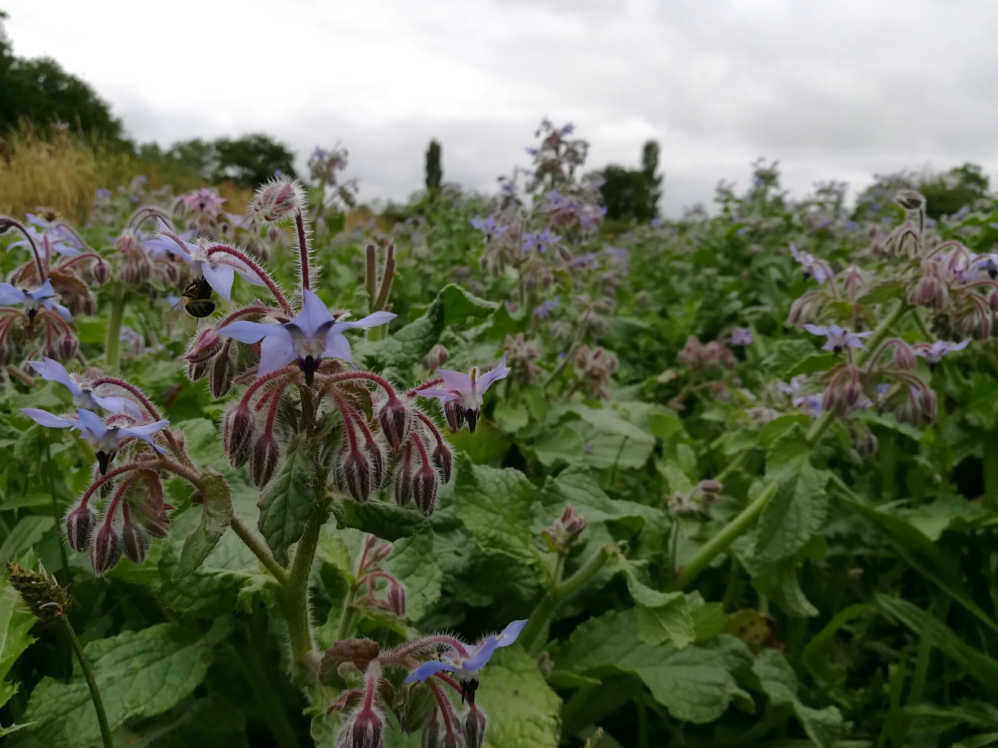 bourrache - Manfolium